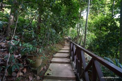 Bukit Nanas Forest Reserve / KL Forest Eco Park • Sassy Urbanite's Diary